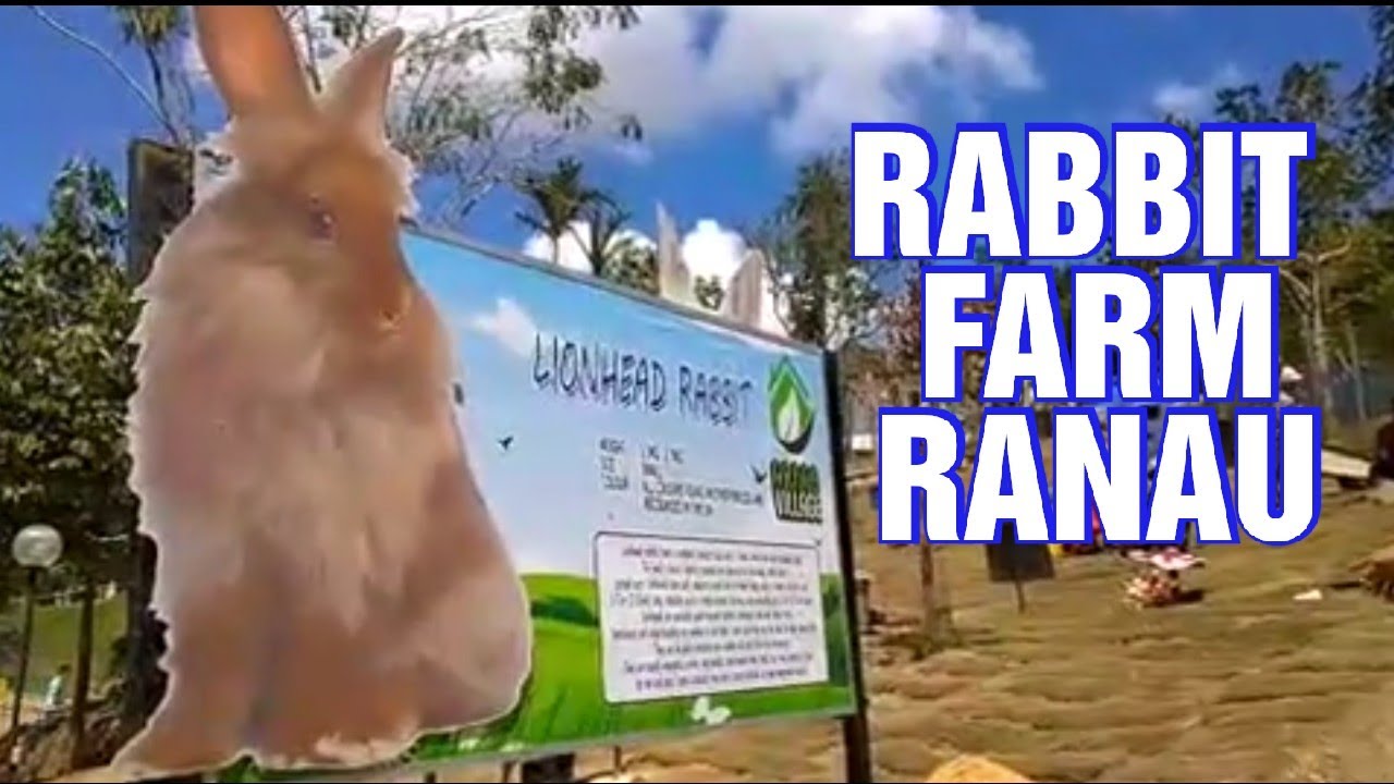 Rabbit Farm Ranau Sabah | Tempat Menarik di Ranau Sabah Borneo - YouTube