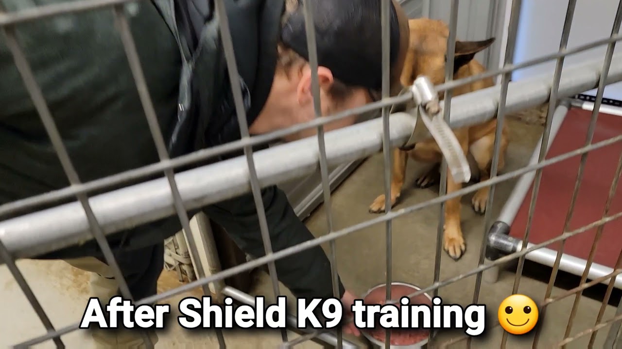 K9 Food Aggression can you fix it? Dog behavior training - YouTube