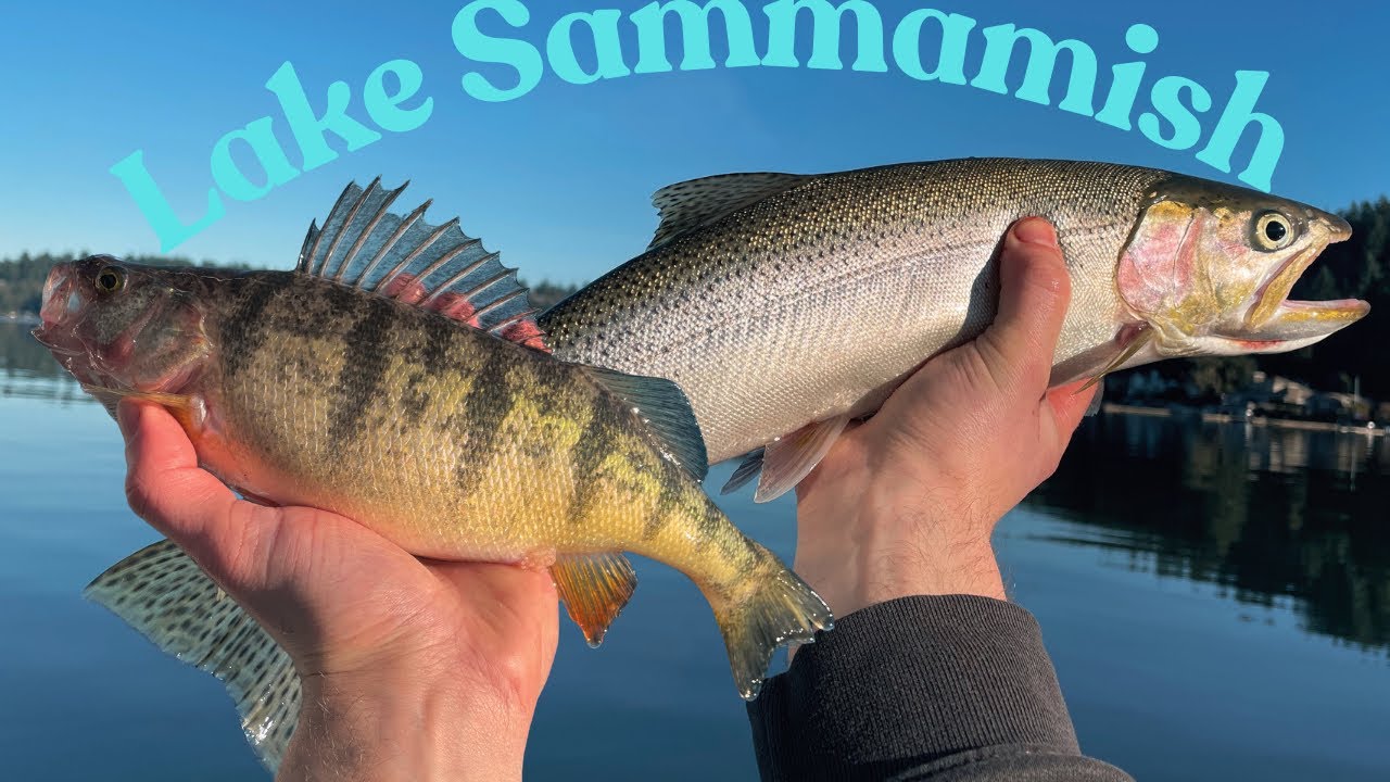 Fishing for Washington State Cutthroat TROUT & Yellow PERCH - YouTube