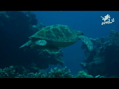 divingLu: Dive Palau - New & Big Drop Off, Turtle Cove, Blue Hole ...