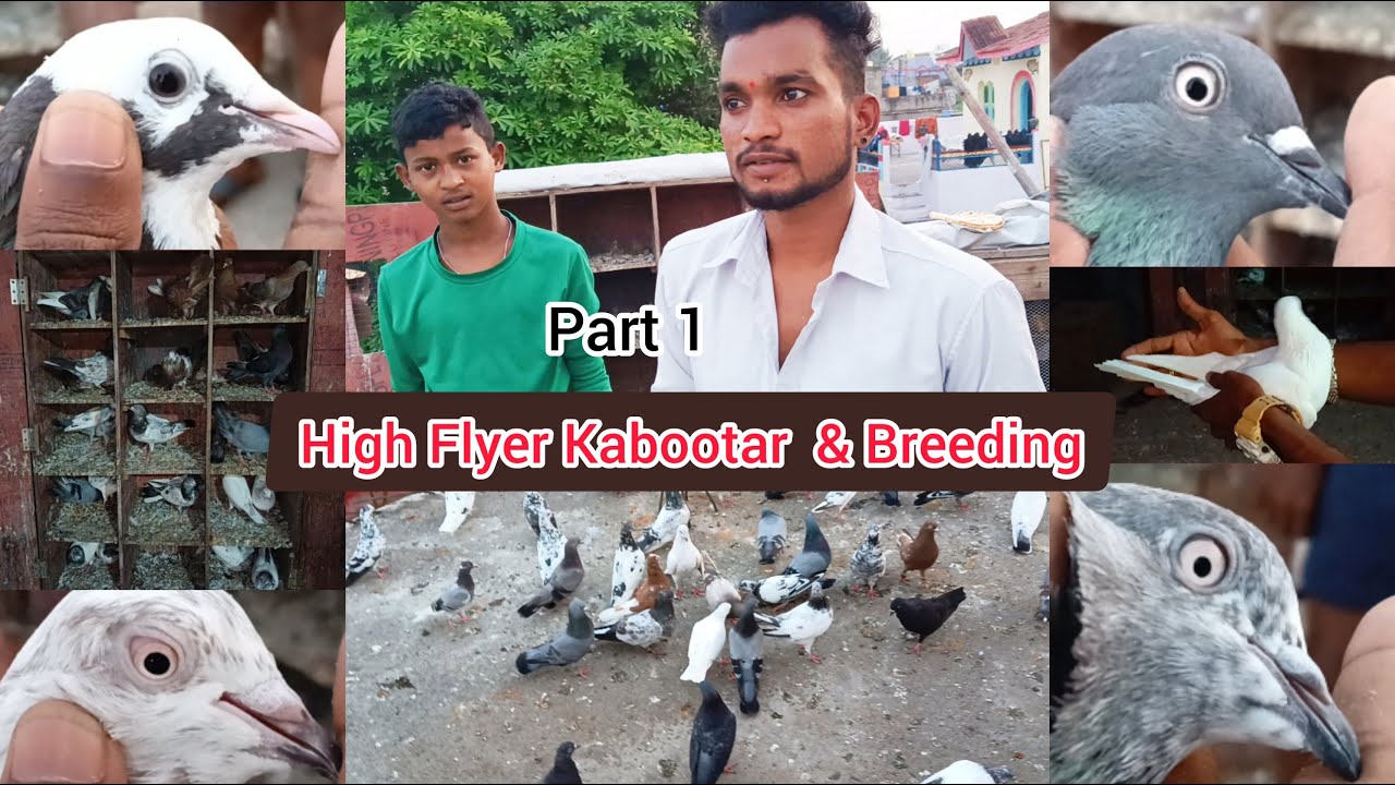 High Flyer Kabootar & Breeding // Part 1 // Pigeon loft - YouTube