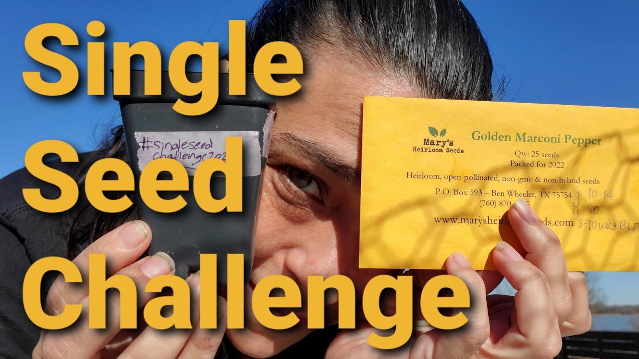Single Seed Challenge 2022/How to Start Seeds in a Pot - YouTube