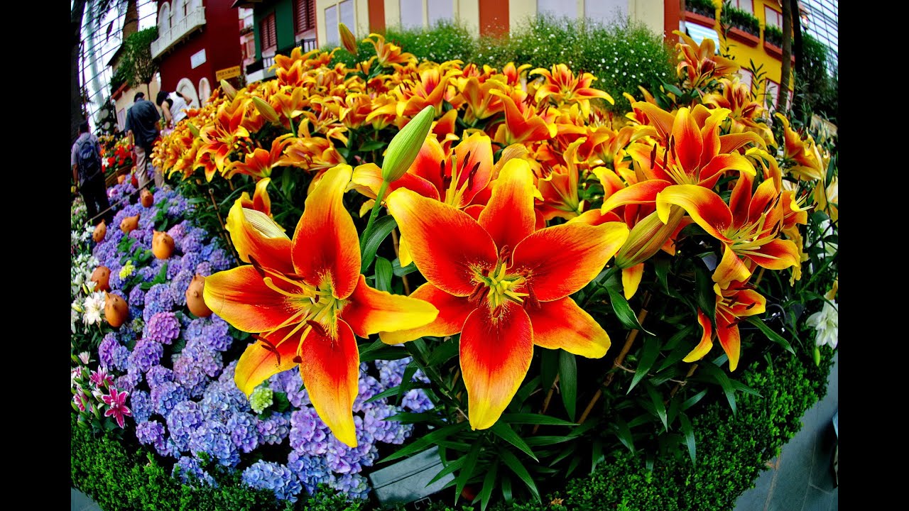 Lilytopia 2025 in 4K - YouTube