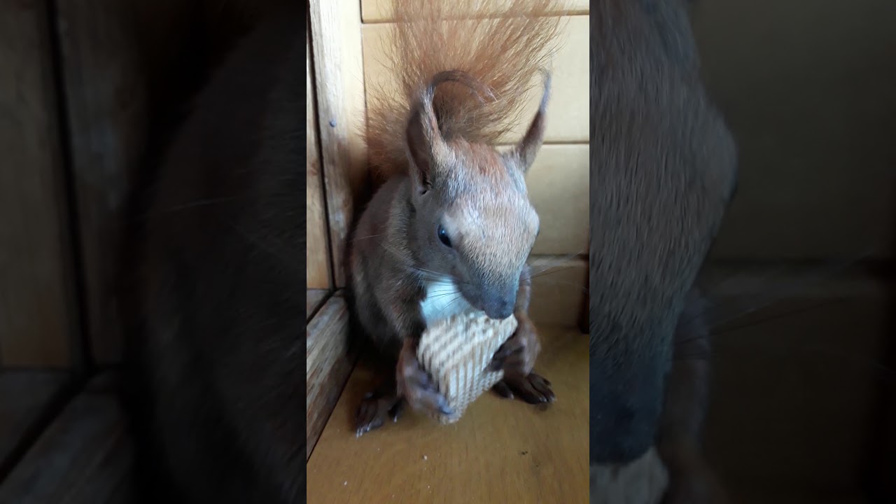Funny squirrel - YouTube