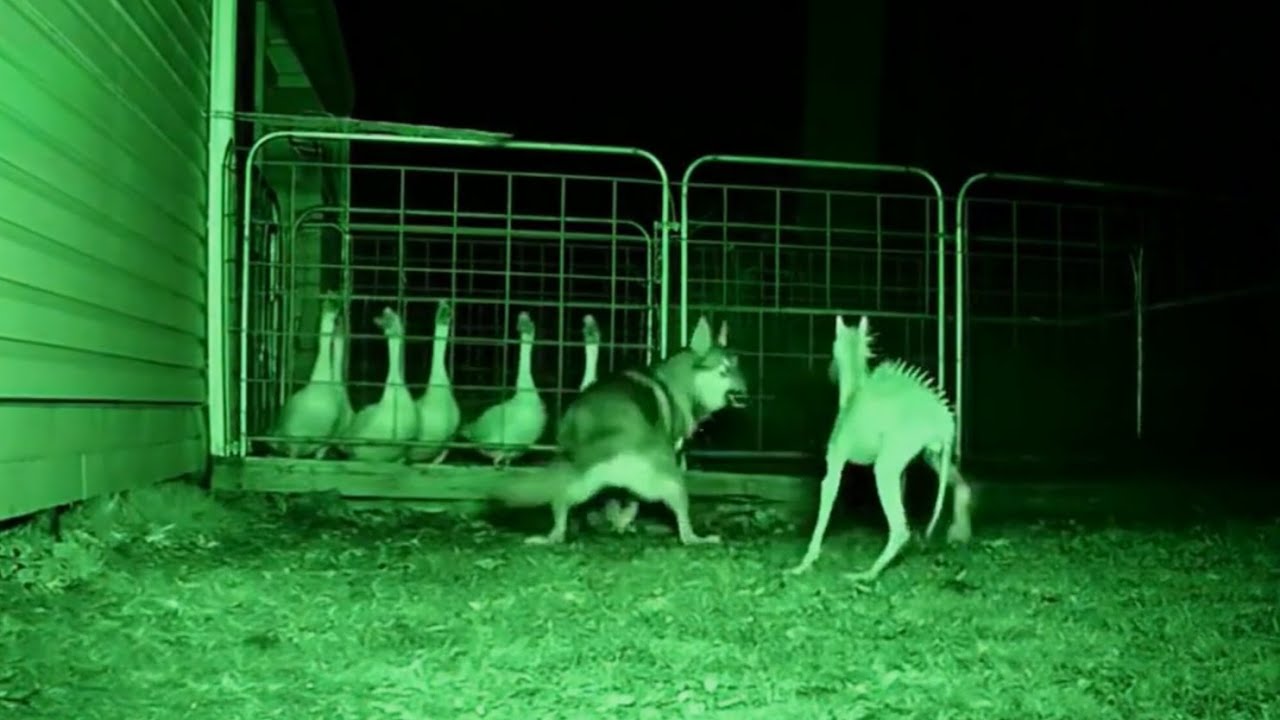 CHUPACABRA! Fearless dog saves geese #chupacabra #dog - YouTube