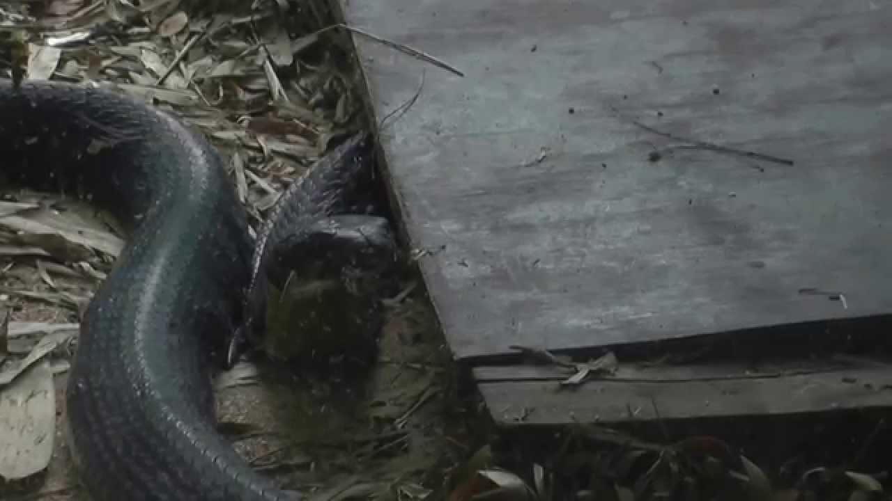 King Cobra Snake Moving Under The Cardboard. - YouTube