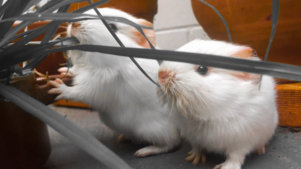 Guinea pigs | Funniest and Happiest Ever - YouTube