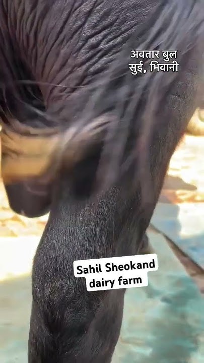 Sahil Sheokand dairy farm #youtubeshorts #ytshorts #subscribe #viralreels #trending - YouTube