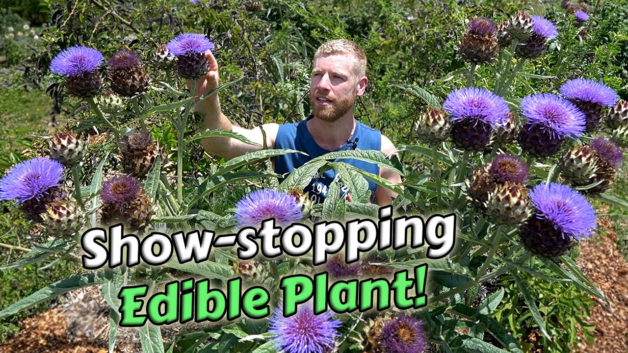 Unlocking the Secrets of Cardoon - A Must-Grow Edible for Your Garden ...