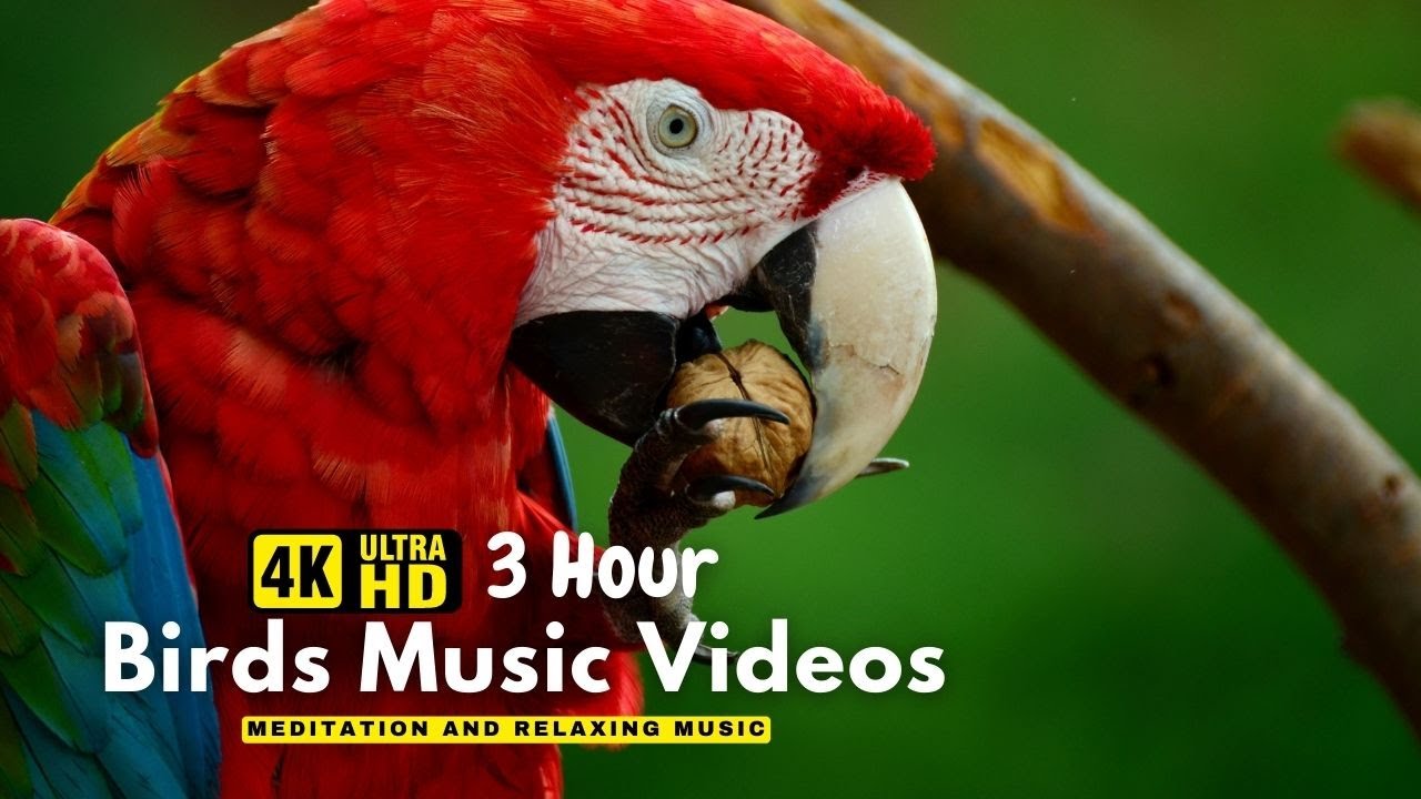 Birds Relaxing Music with Birds Singing - Beautiful Music & Bird Music ...