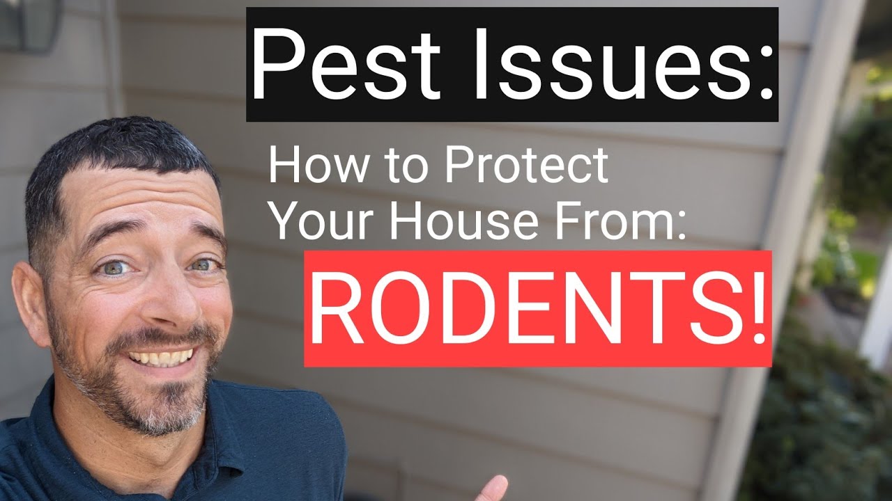 Rodent issues? What to look for: - YouTube