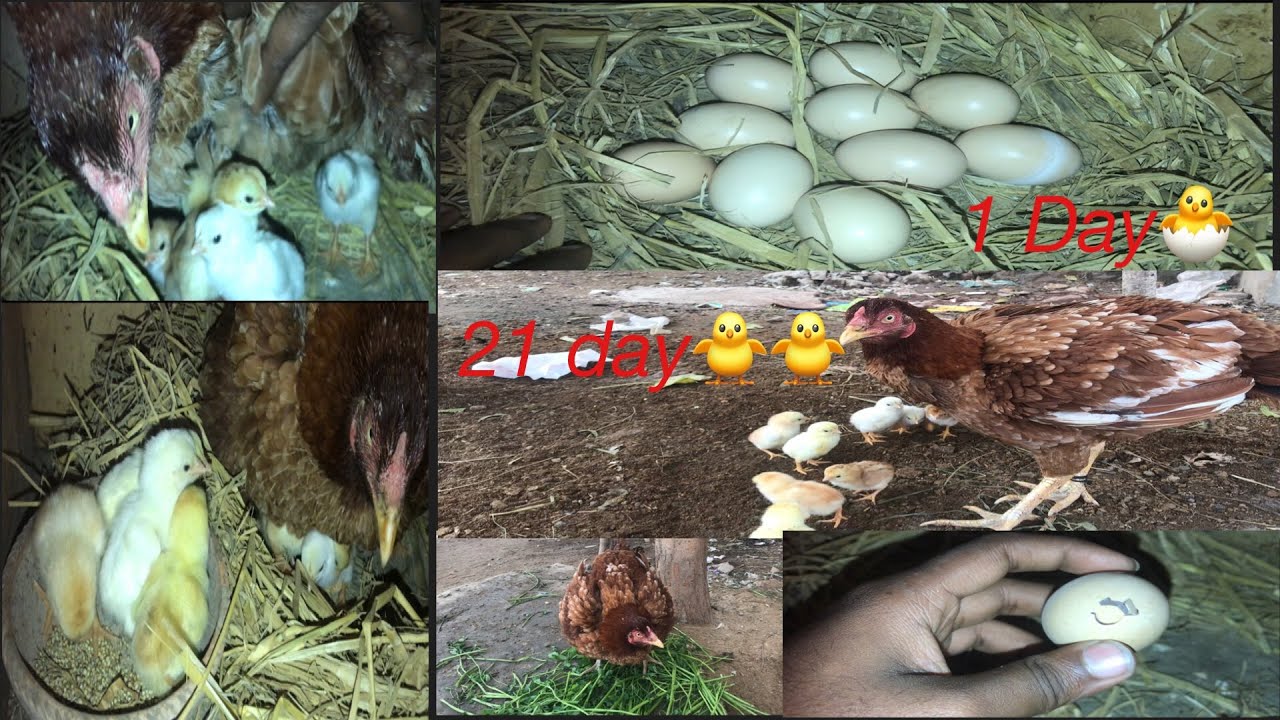 9 Chicken Hatched From 10 Eggs || Hen Hatching Eggs🥚| 21 Day | 9 Hen ...