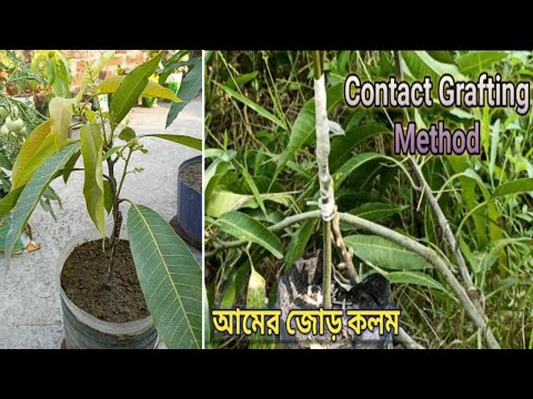 Mango Contact Grafting||Approach Grafting Method||Contact Grafting 100% ...
