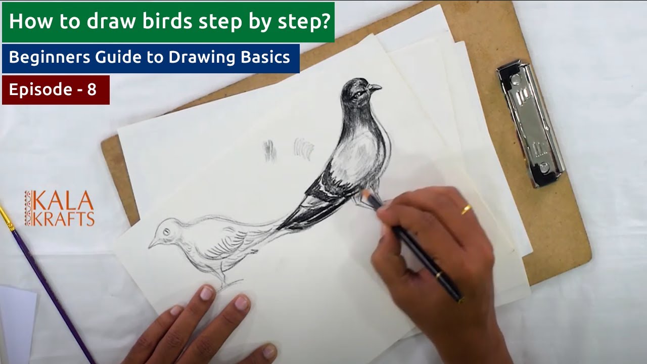 How to draw birds step by step? | Beginners Guide to Drawing Basics ...