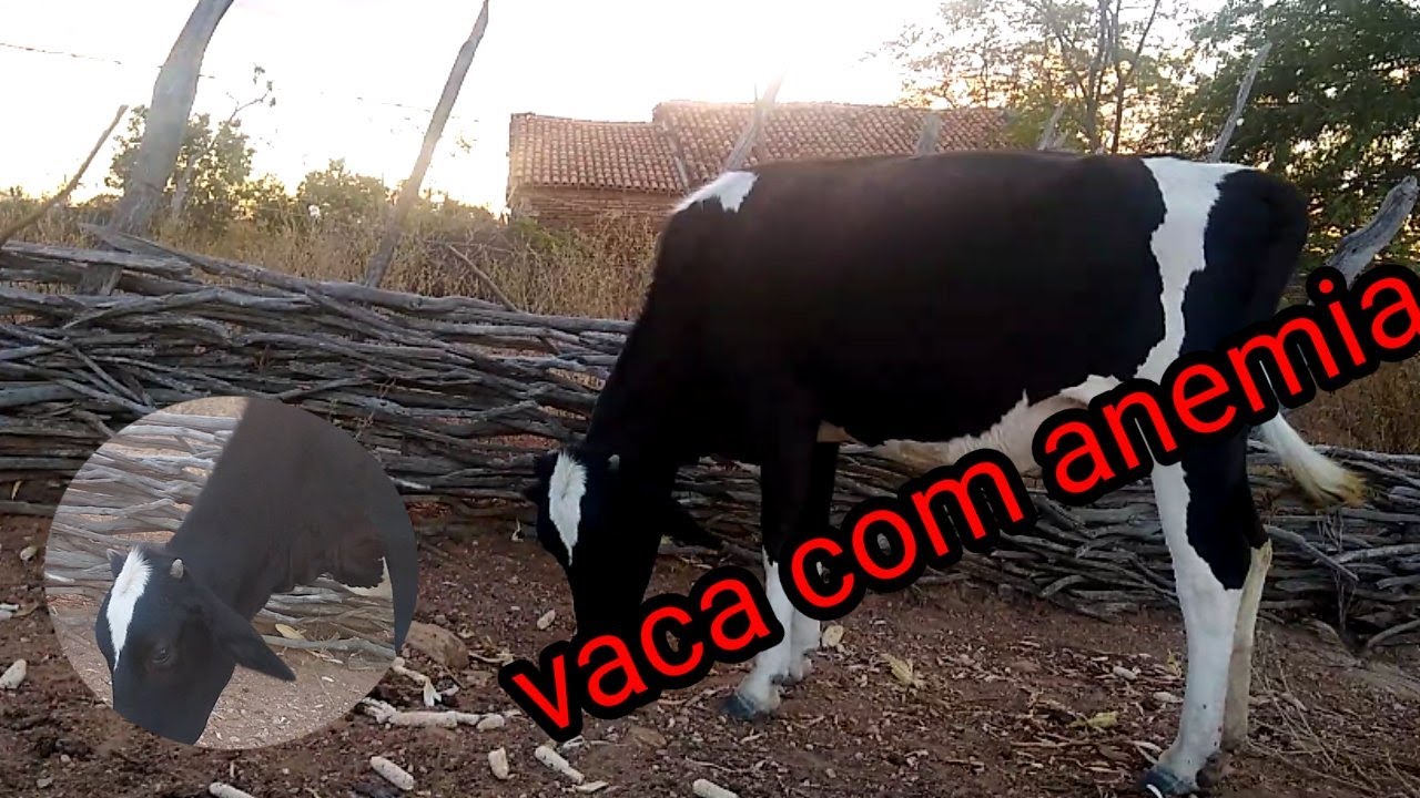 VACA com sintomas de anemia - YouTube