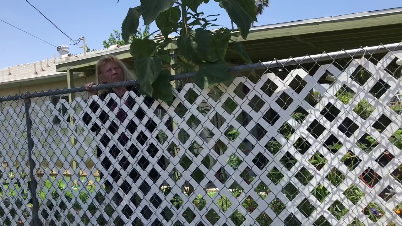 Sunflower Challenge Update! 2019 - YouTube