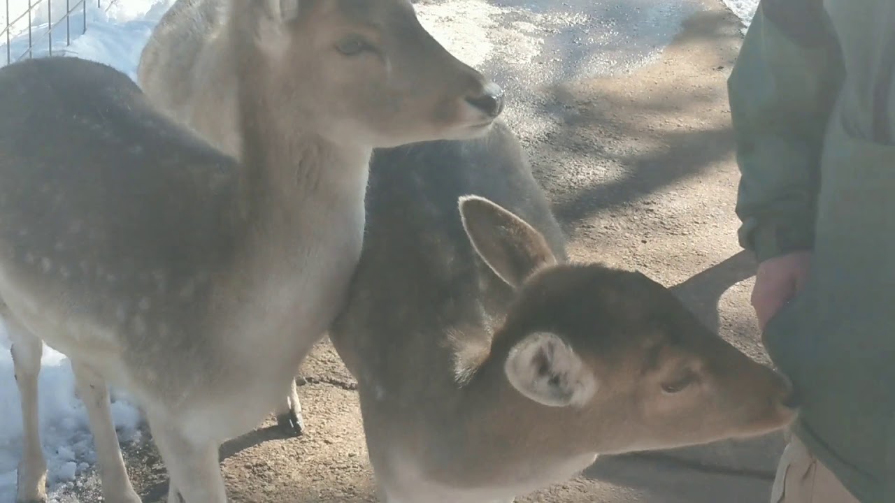 Roadside Arizona: Grand Canyon Deer Farm - YouTube