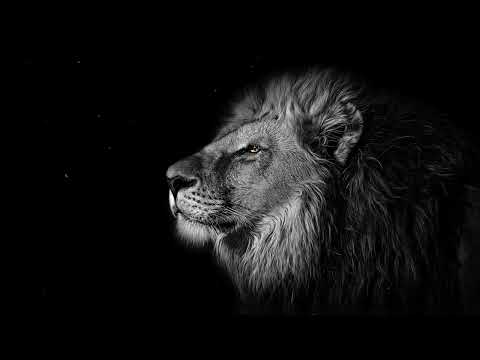 LION 4K LIVE WALLPAPER #live #lion