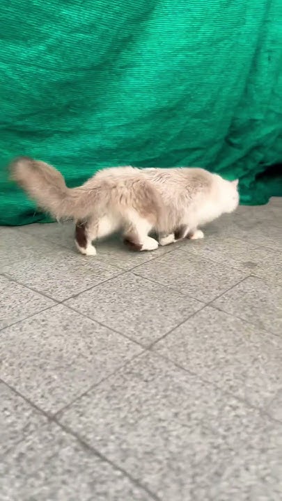 Ragdoll cat - YouTube