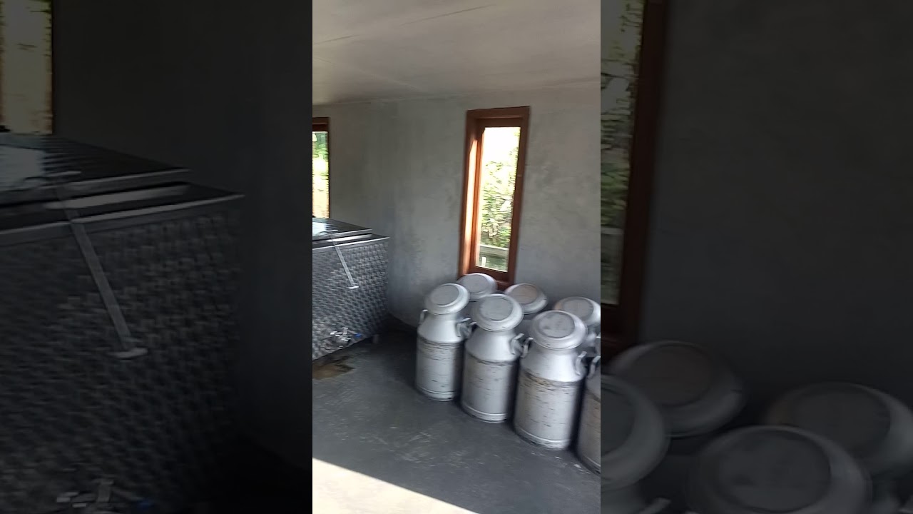 Pengumpulan hasil pemerahan susu sapi perah - YouTube