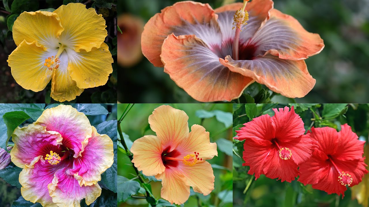 Variety Hibiscus Flowers - Hibiscus Plant Varieties - YouTube