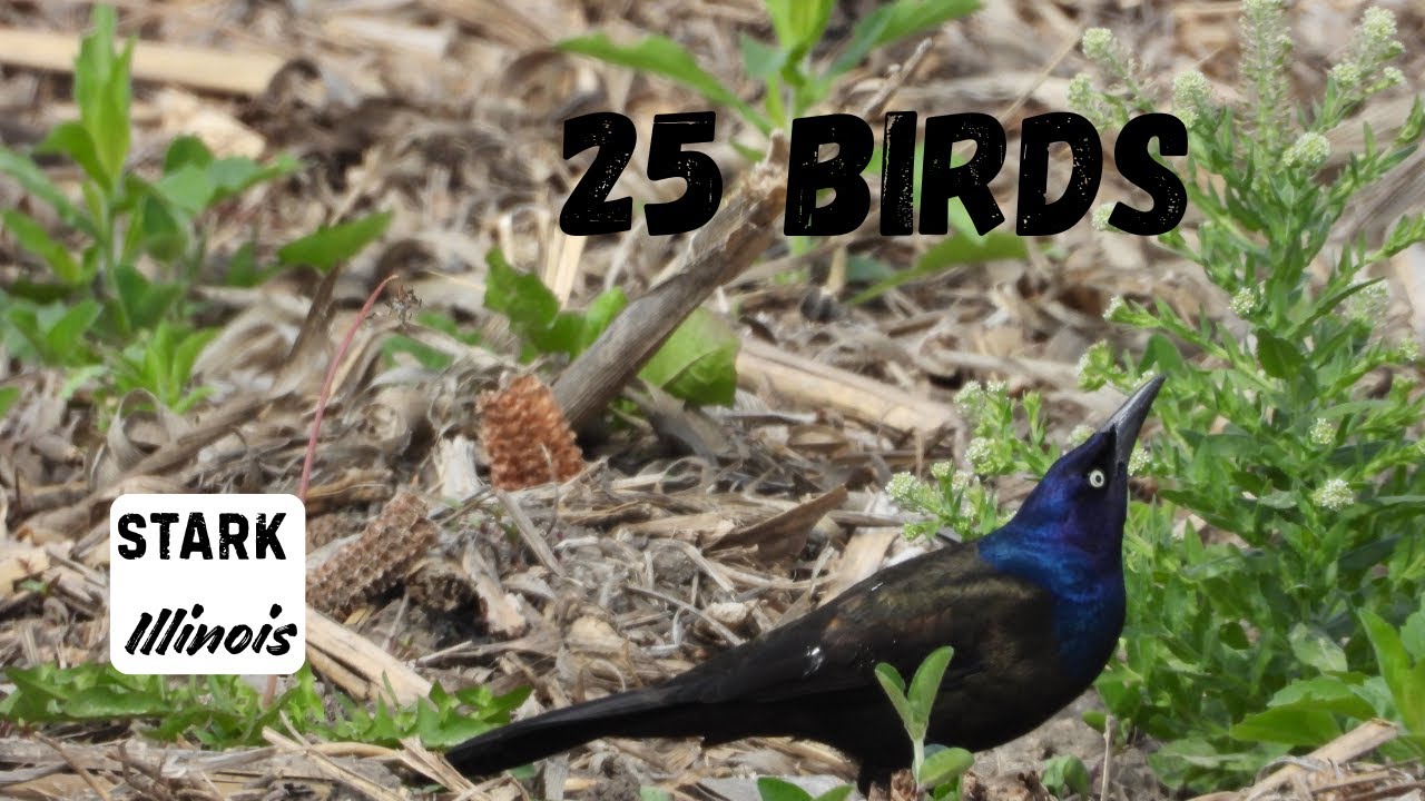 25 BIRDS - Stark County, Illinois - EP 6 - YouTube