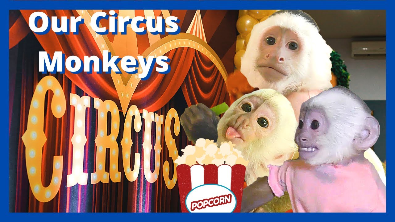 Awesome Circus Room For Monkeys | Capuchin - YouTube