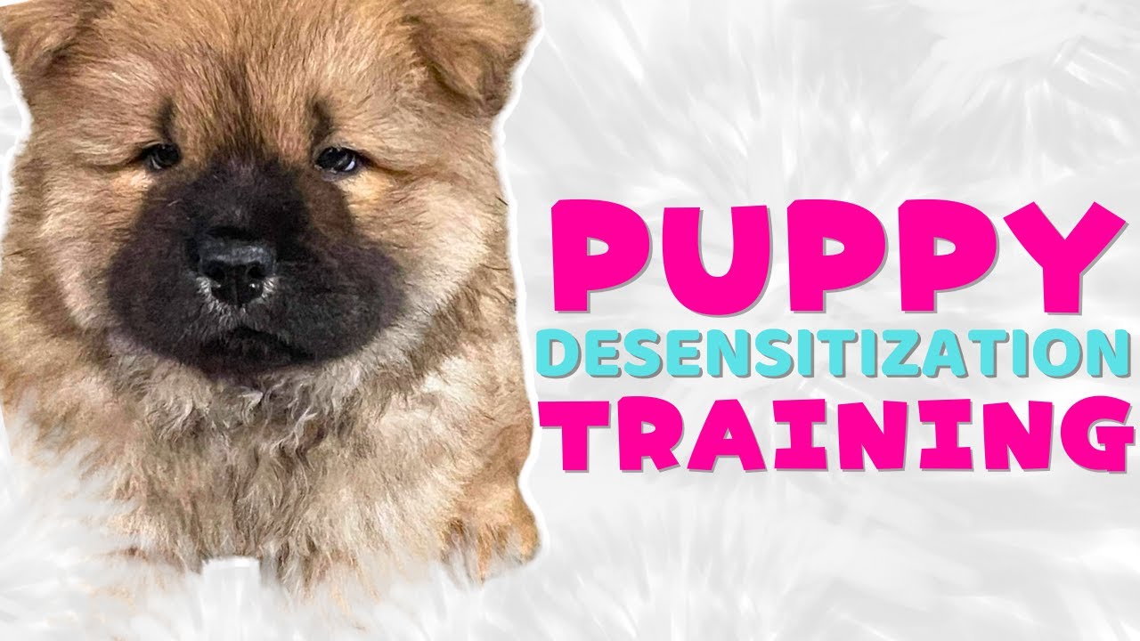 Desensitize your Puppy | Puppy Training | Sound Triggers - YouTube