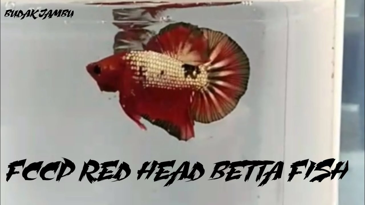 FCCP RED HEAD BETTA FISH ( IKAN CUPANG CANTIK ) - YouTube
