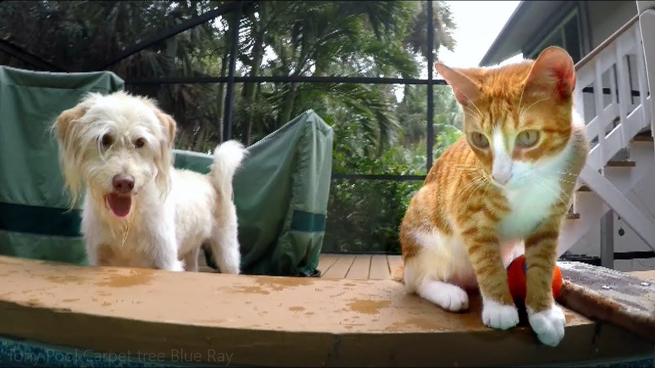 Phoebe the Dog & Tony the Cat Play around the Pool - YouTube