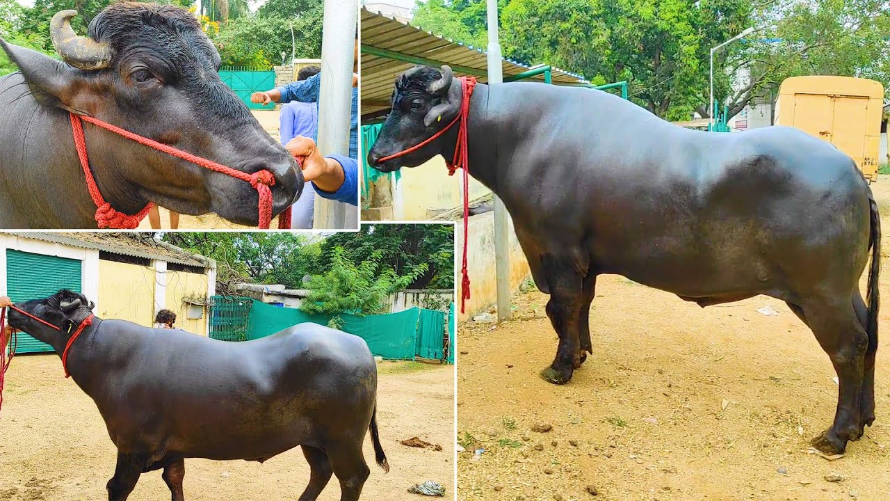 Sadar King Bull🐂🐂 2023 Revealed | 💪💪 Sadar Bull 2023 | Sadar Bull Price ...