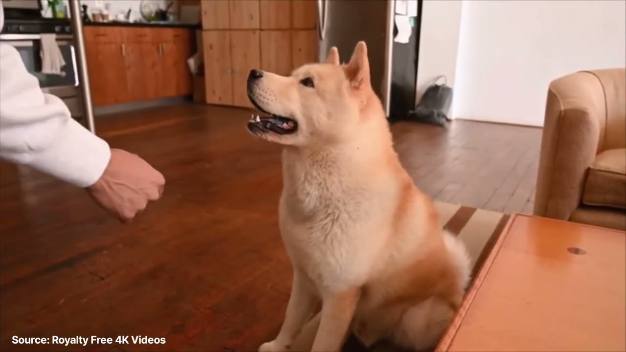 Kenapa Anjing disebut Hewan Paling Setia ? Begini Penjelasannya - YouTube