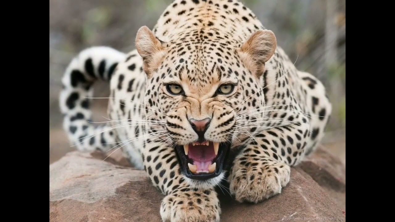 leopard sounds - YouTube