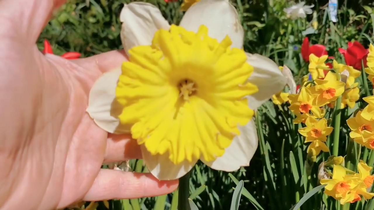 most fragrant daffodil / Narcissus? early spring UK tour among my ...