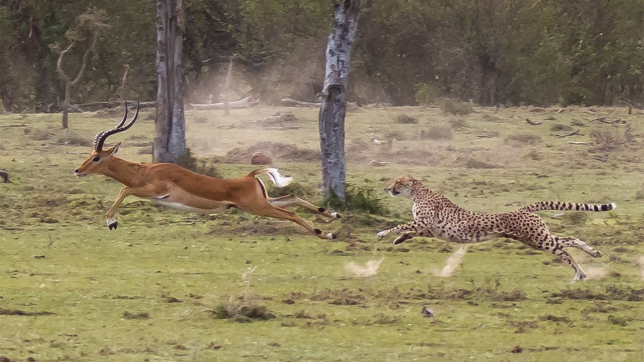 The Most Amazing Sequence of a Cheetah Chasing and Catching an Impala ...