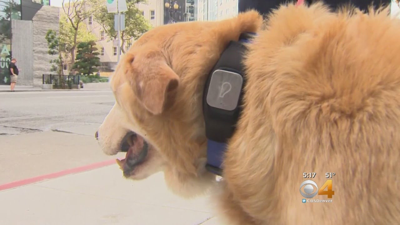 Pet Fitness Trackers Help Determine Animals' Exercise - YouTube