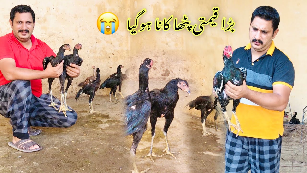 Basheer purbana breed hens and roosters - YouTube