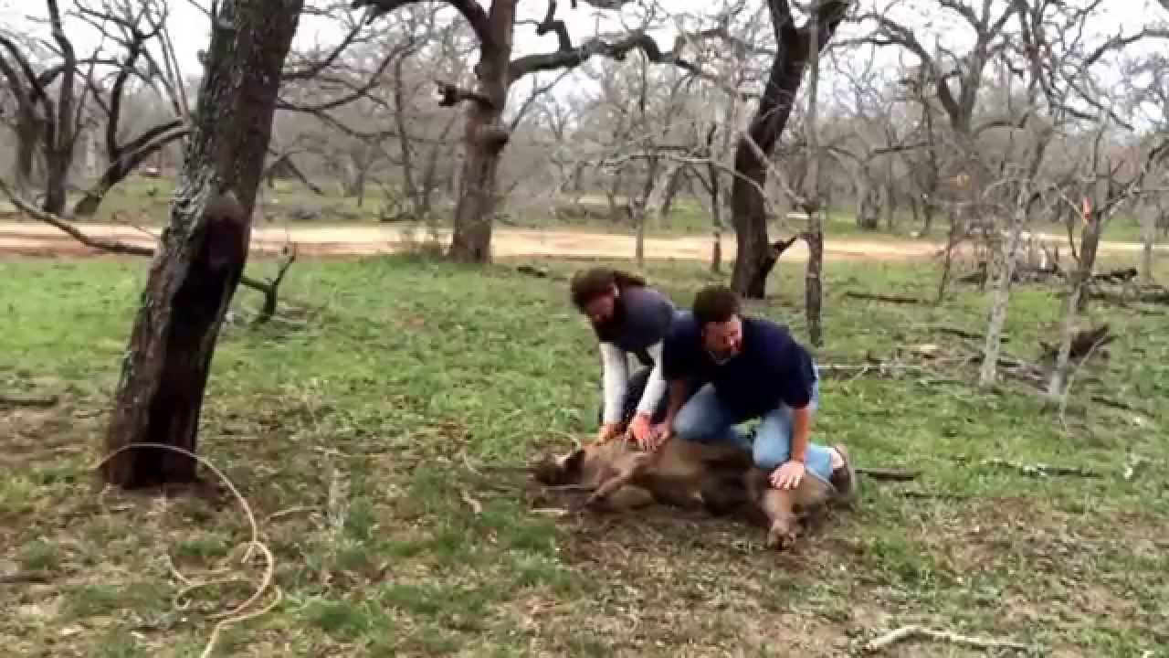 Wild Hog tied to a Tree! Really?! - YouTube
