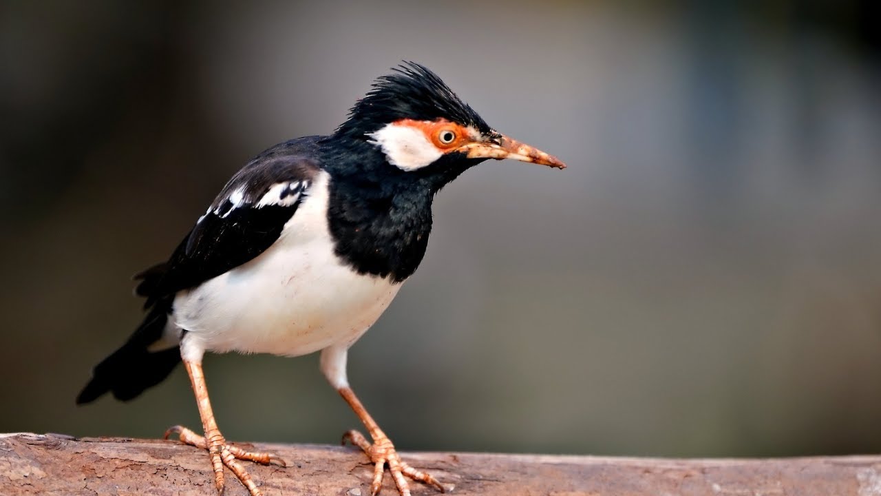 Colorful Birds in 4K - Planet Earth 4K | Beautiful Bird Sounds Nature ...