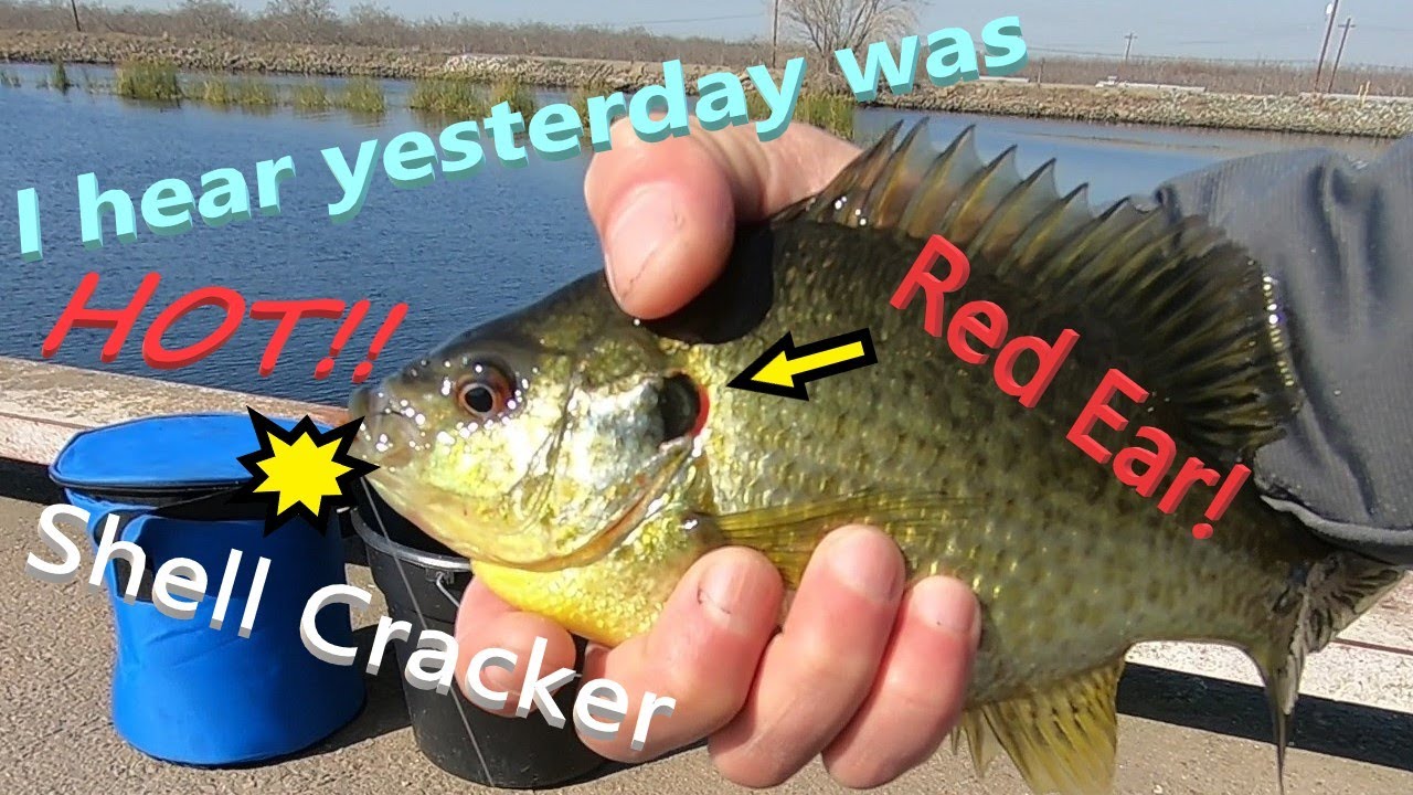 Solo Sunfishing, a friend tells me it was wild fire yesterday! Looking for BIG Red Ears! - YouTube
