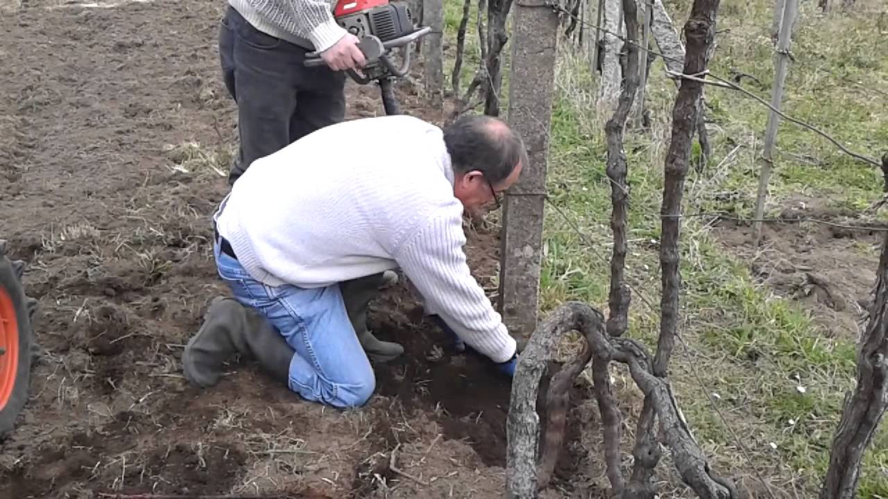plantar cepas albariño - YouTube
