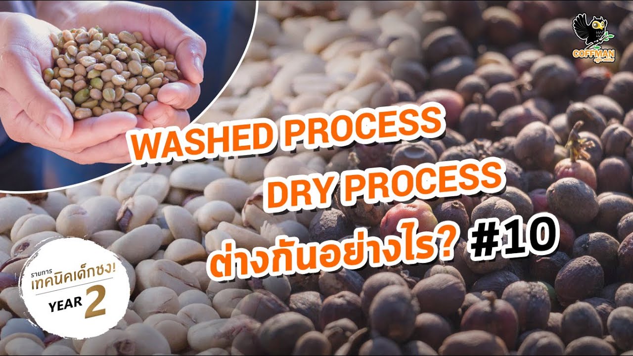 Washed Process กับ Dry Process การแปรรูปที่แตกต่างส่งผลต่อรสชาติอย่างไร | เทคนิคเด็กชง ปี 2 ...
