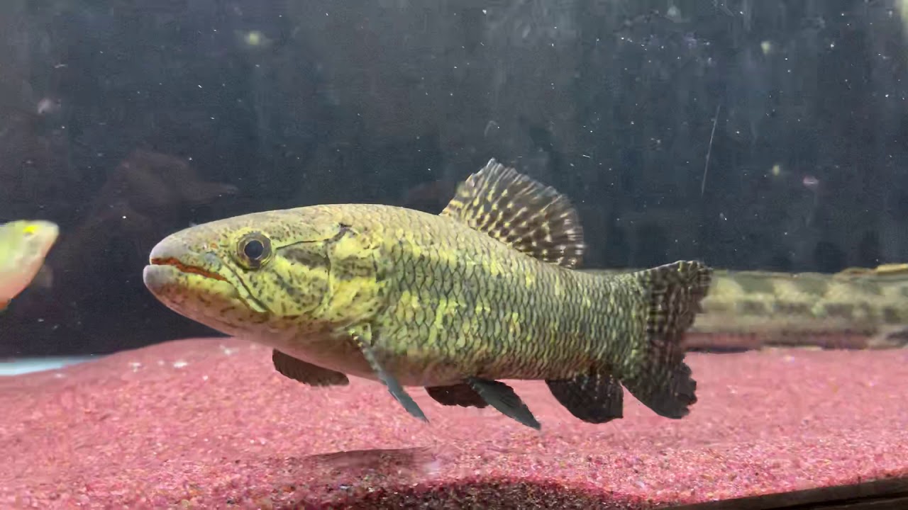 Hoplias Curupira 黑牙 black wolffish - YouTube