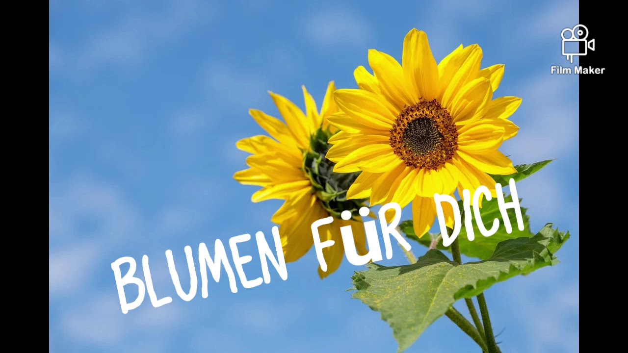Blumen für dich - Walzer - YouTube