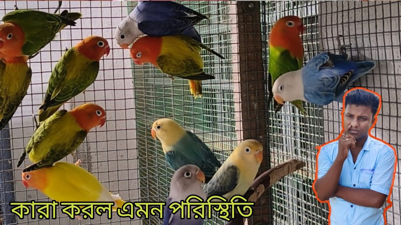 How Exotic Birds Market Down in India / Birds Price in India (2022 ...
