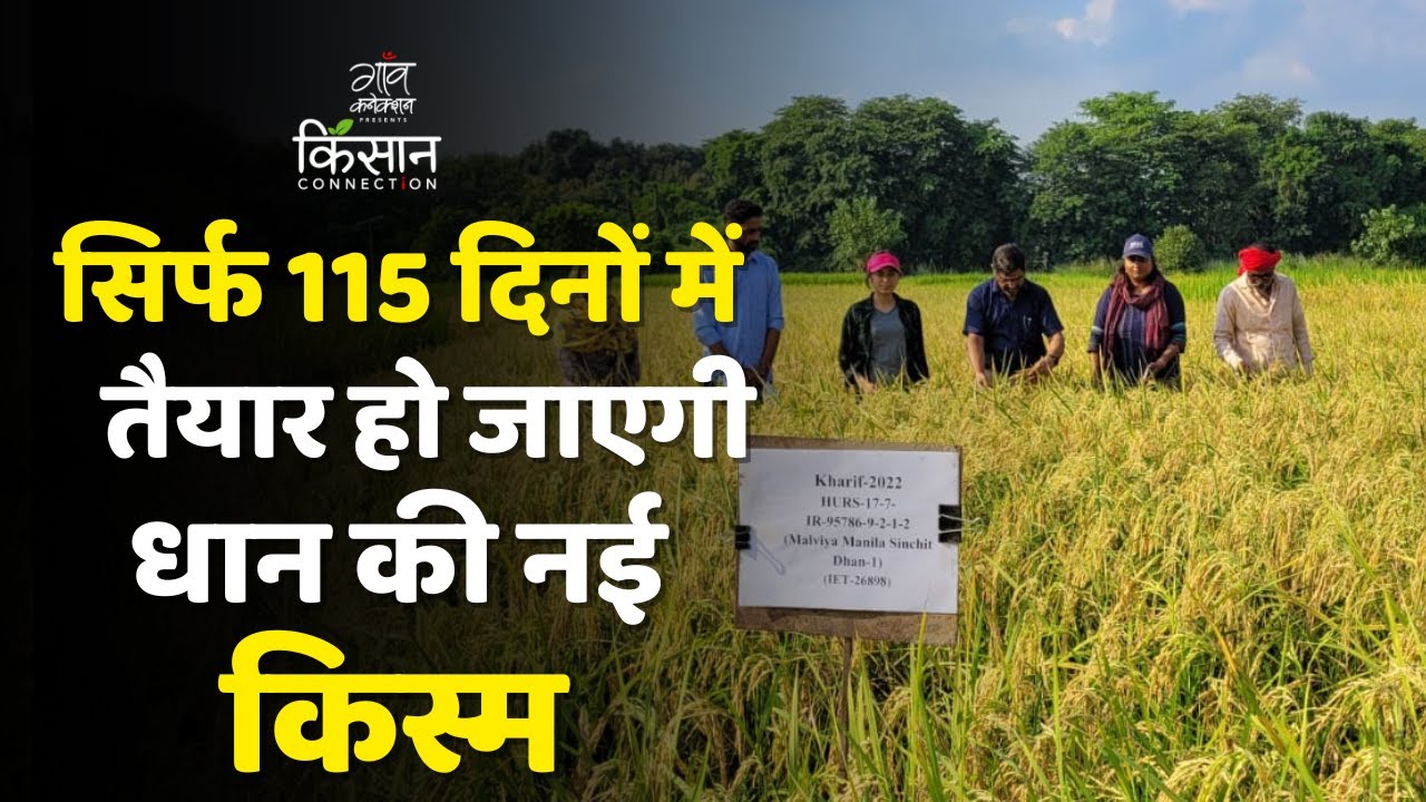 Produce More Paddy in 4 Months! सिर्फ 115 दिनों में तैयार होगी धान की ...