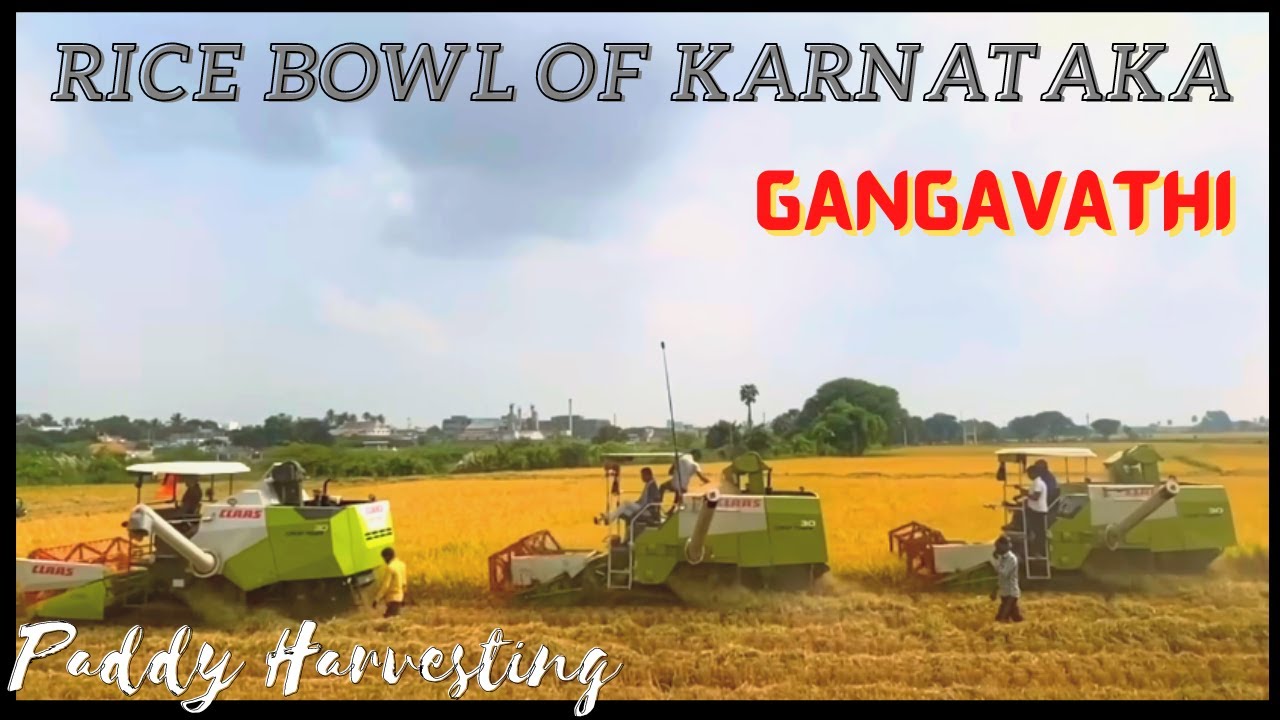 Paddy Harvesting day 😍| GANGAVATHI | Rice bowl of KARNATAKA | - YouTube