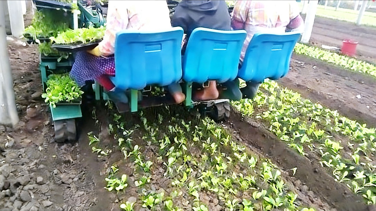Tractor-Mounted Transplanter Working Video | Automatic Vegetable ...