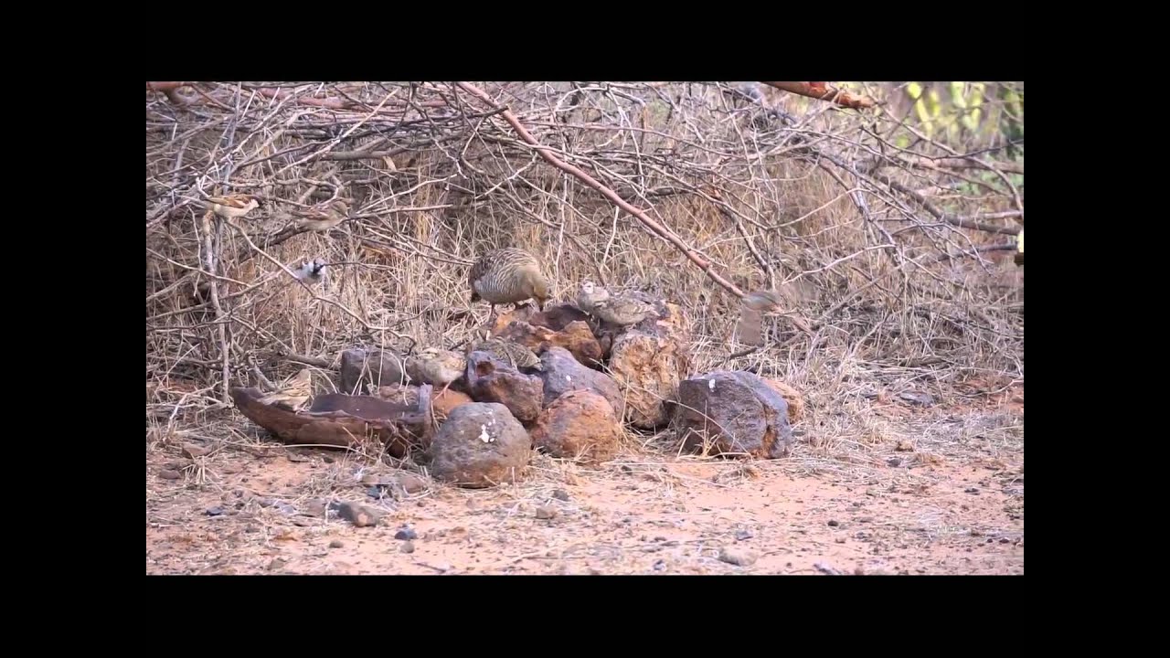 Gray francolin family drinking pyramid charged testy water. - YouTube