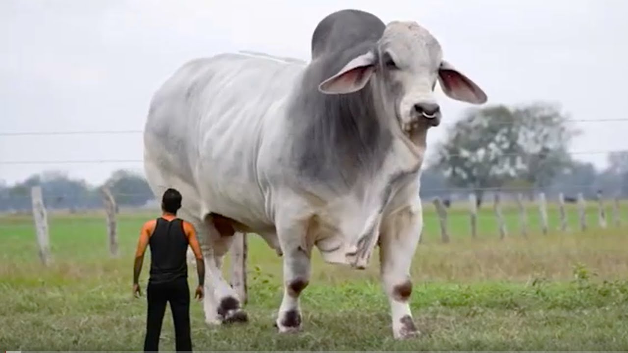 The Biggest Bulls In The World - YouTube